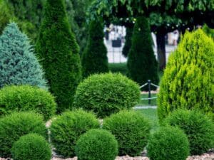5 Interesting Facts About Evergreen Trees - PPM Tree Service & Arbor Care